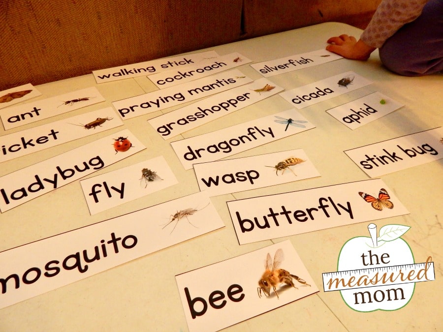 Insect pocket chart sentences - The Measured Mom