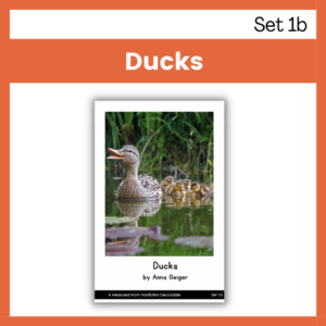 Ducks Nonfiction Decodable Book - The Measured Mom